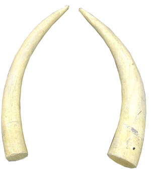 Tusks - First Scene - NZ's largest prop & costume hire company.