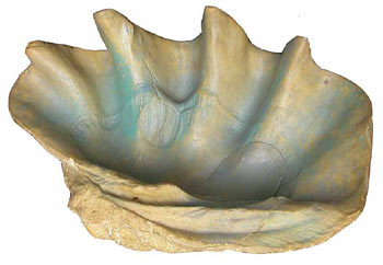 Clam Shell Large (H30cm x L94cm x W60) [x=4] - First Scene - NZ's ...