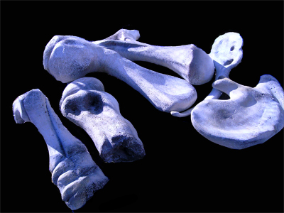 Dinosaur Bones Large - First Scene - NZ's largest prop & costume hire ...